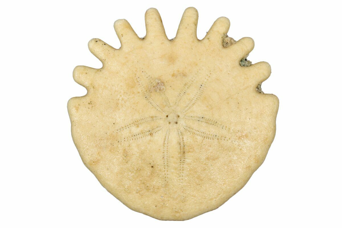1.65" Fossil Sand Dollar (Heliophora) - Boujdour Province, Morocco ...
