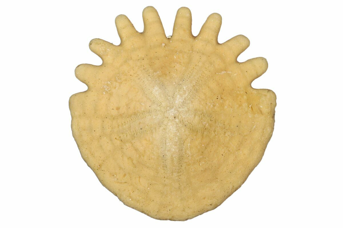 1.7" Fossil Sand Dollar (Heliophora) - Boujdour Province, Morocco ...