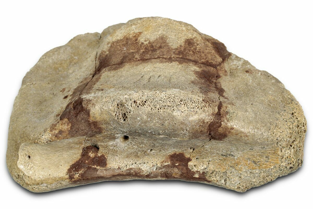 3.4" Fossil Hadrosaur Phalanx (Toe) Bone - Wyoming (#349474) For Sale ...