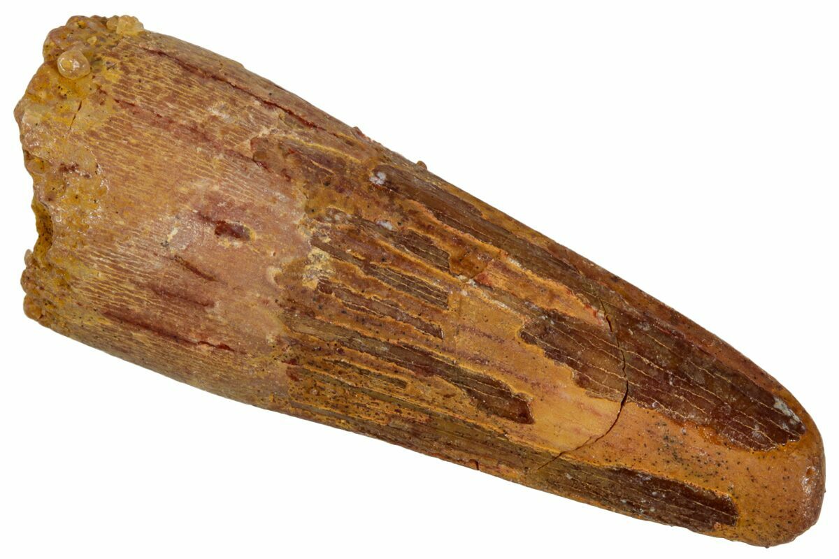 1.23" Juvenile Fossil Spinosaurus Tooth - Real Dinosaur Tooth (#348698 ...