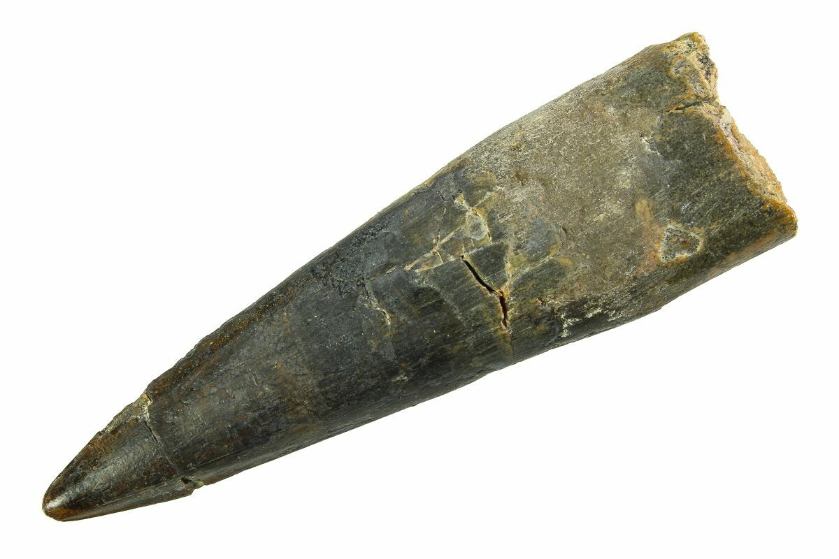 2.70" Fossil Spinosaurus Tooth - Real Dinosaur Tooth (#351562) For Sale ...