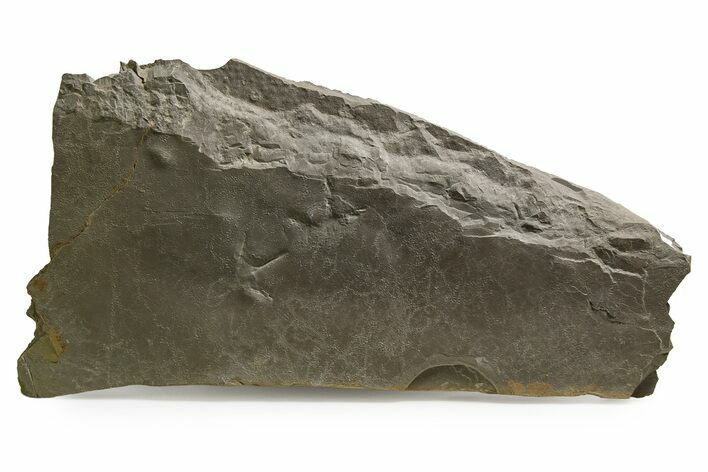 Fossil Bird and Nematode Track Plate - Green River Formation, Utah ...