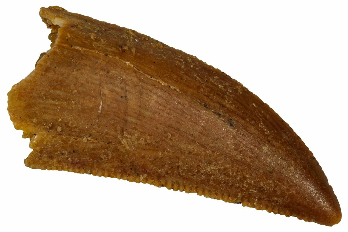 Serrated .80" Raptor Tooth - Real Dinosaur Tooth (#353359) For Sale ...