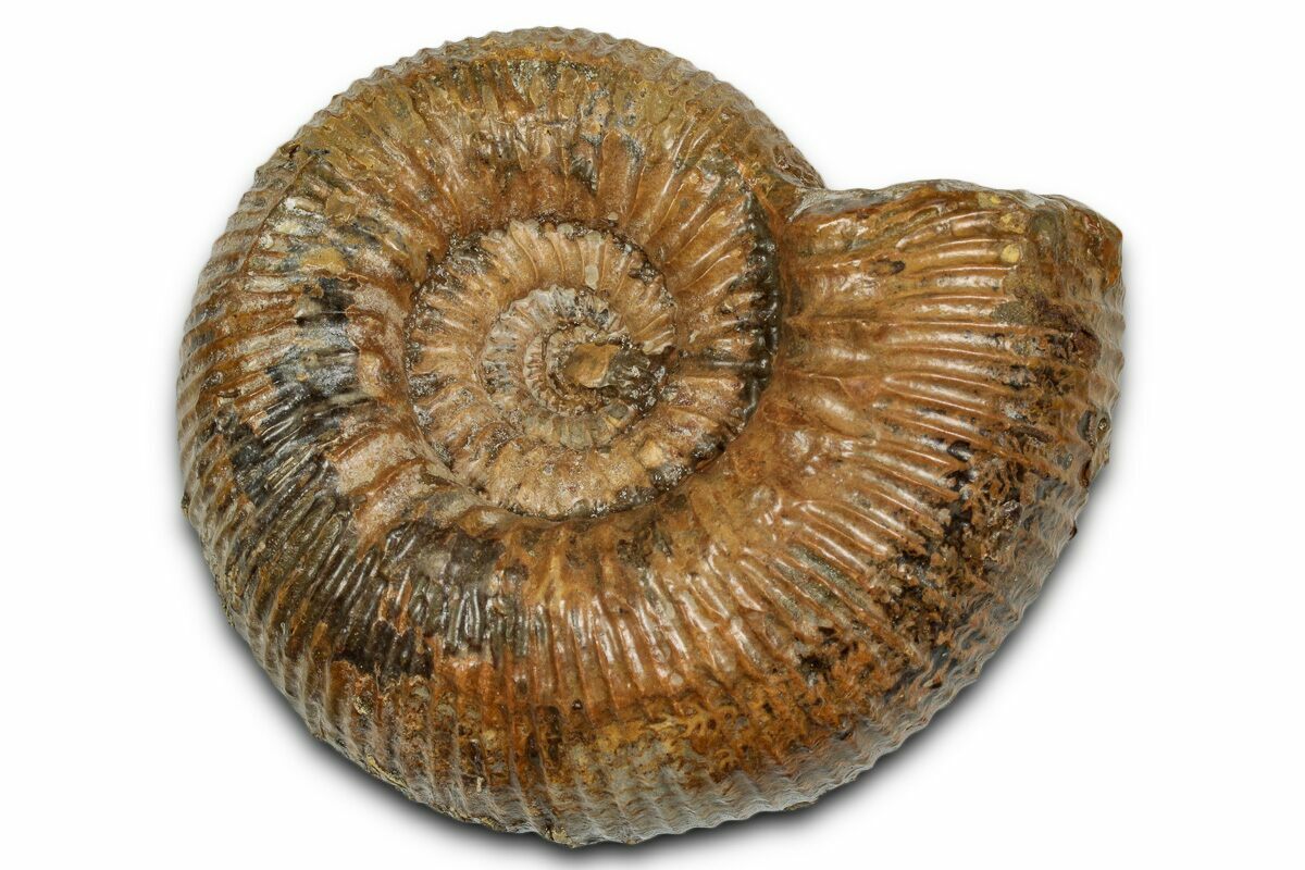 3.3" Jurassic Ammonite (Cadomites) Fossil - Sengenthal, Germany ...
