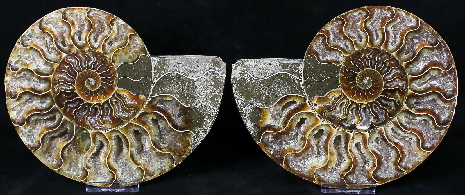 6.3" Split Agatized Ammonite - 110 Million Years (#18824) For Sale ...
