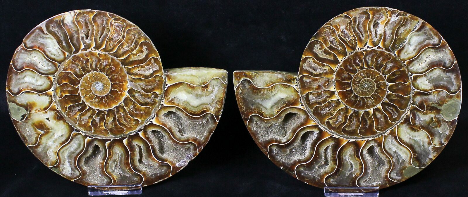 6.2" Split Agatized Ammonite - 110 Million Years (#18829) For Sale ...