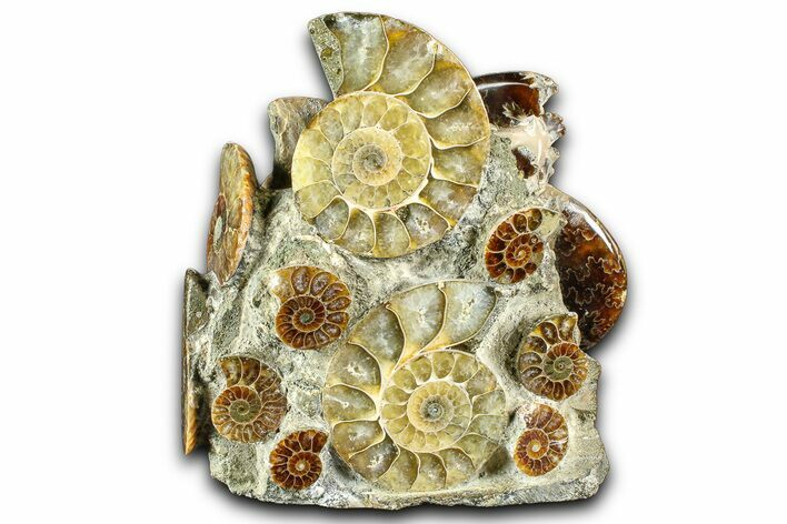 3.8" Tall Composite Ammonite Fossil Display - Madagascar (#361348) For ...