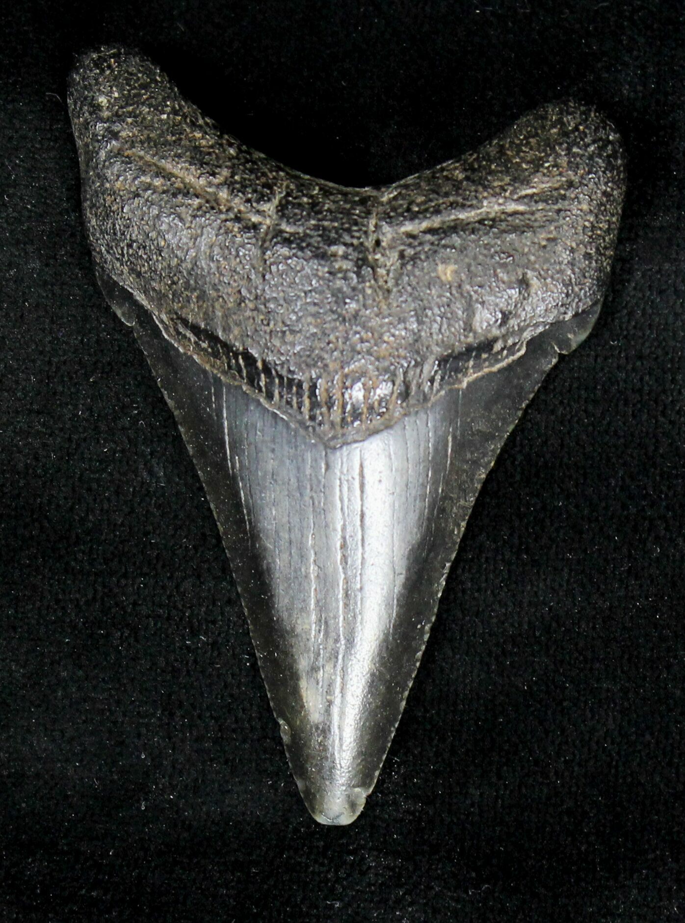Bargain 2.06" Angustidens Tooth - Megalodon Ancestor (#19161) For Sale ...