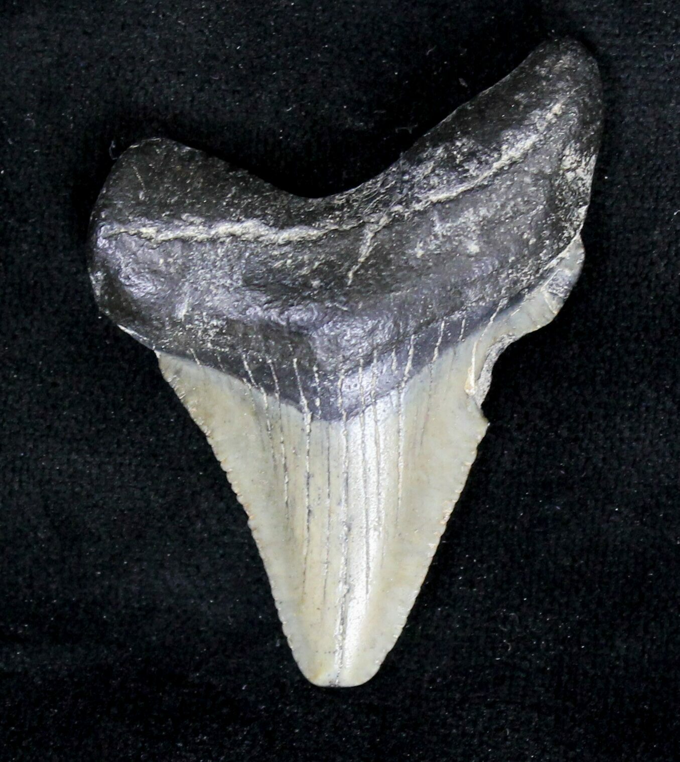 Bargain 1.69" Angustidens Tooth - Megalodon Ancestor (#19160) For Sale ...