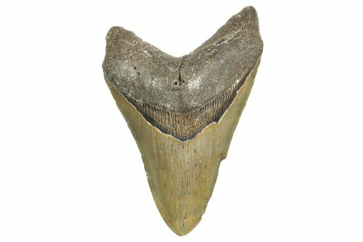 4.53" Fossil Megalodon Tooth - North Carolina (#365993) For Sale ...