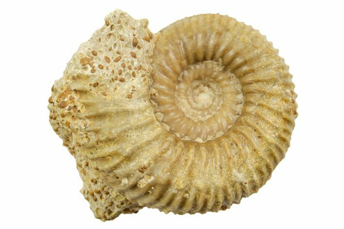1.05" Jurassic Ammonite (Garantiana) Fossil - Évrecy, France (#367687 ...