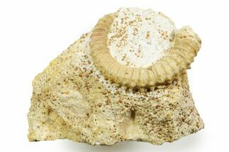 .75" Jurassic Ammonite (Spiroceras) Fossil - Évrecy, France (#367856 ...