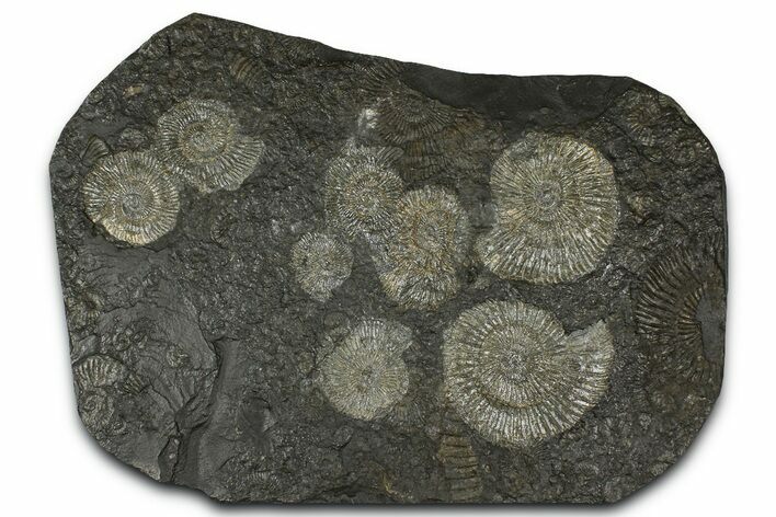 7.1" Fossil Ammonite (Dactylioceras) Cluster - Posidonia Shale, Germany ...