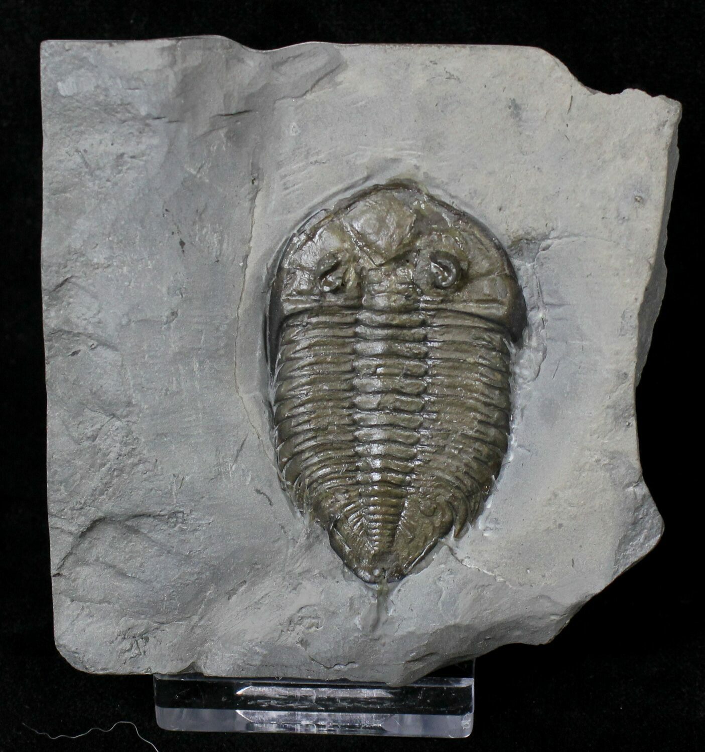 Bargain 1.83" Dalmanites Trilobite - New York (#19680) For Sale ...