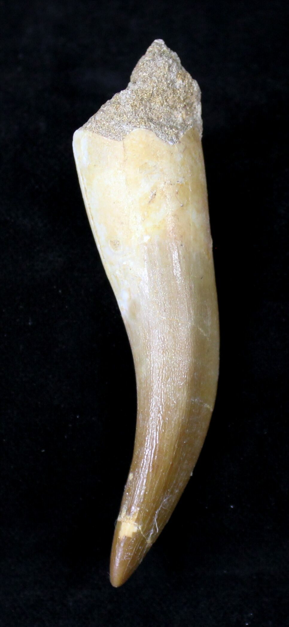 Large 2.5" Fossil Plesiosaur Tooth (#19799) For Sale - FossilEra.com
