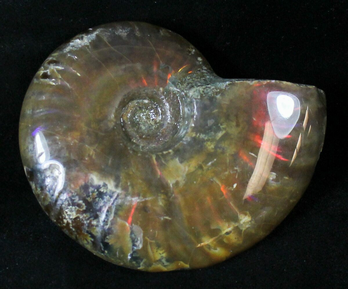 Flashy Red Iridescent Ammonite Fossil - 2.75" Wide (#20042) For Sale ...