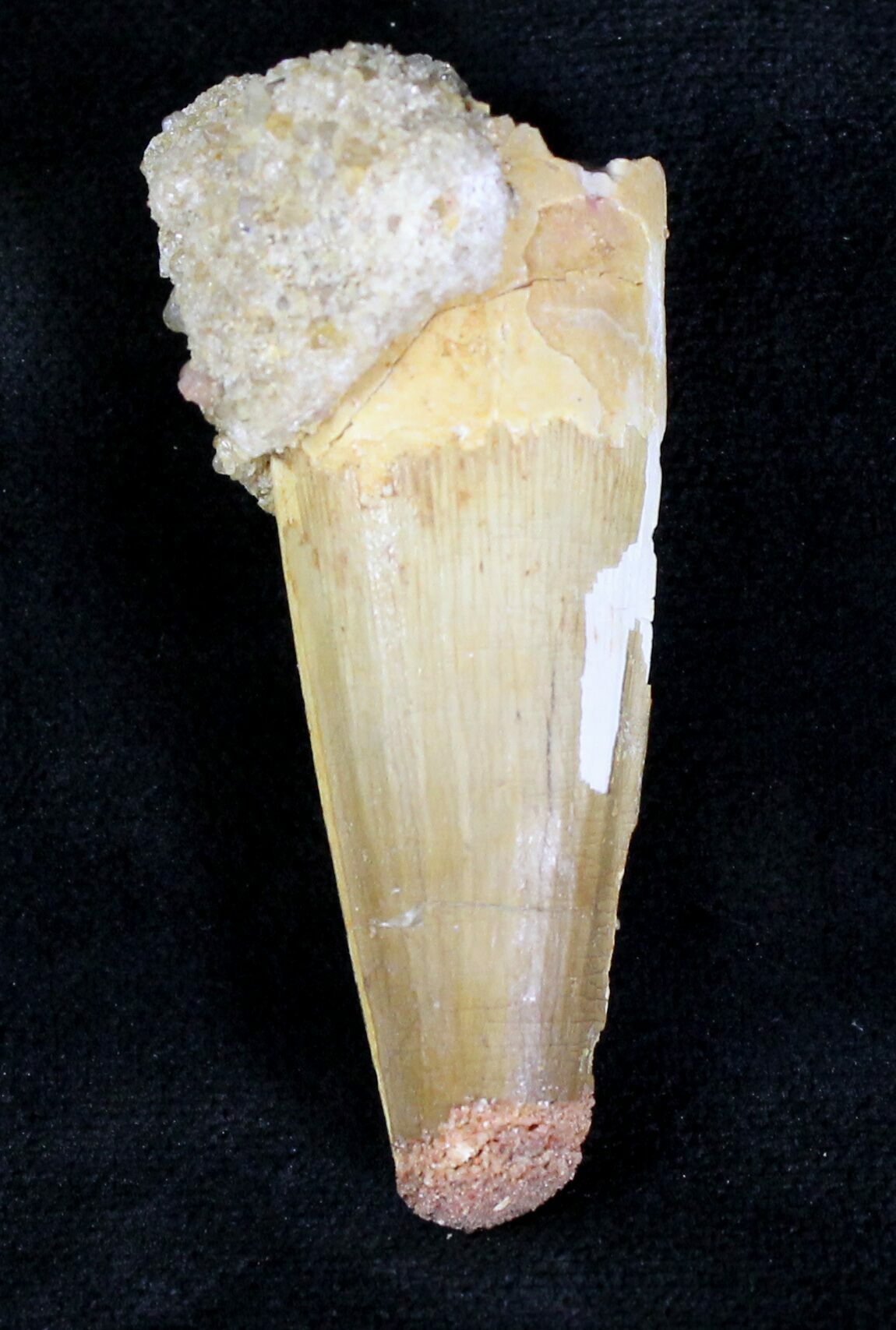 1.87" Spinosaurus Tooth (#20099) For Sale - FossilEra.com