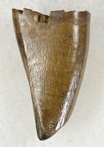 Cretaceous Palm Fruit Fossil - Hell Creek Formation For Sale (#16620 ...