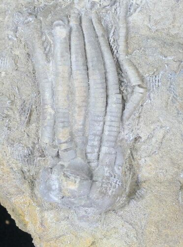 Phanocrinus Crinoid From Alabama (#20735) For Sale - FossilEra.com