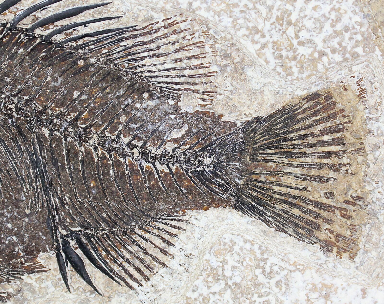 4.85" Priscacara Fossil Fish - Beautiful Presentation For Sale (#20817 ...