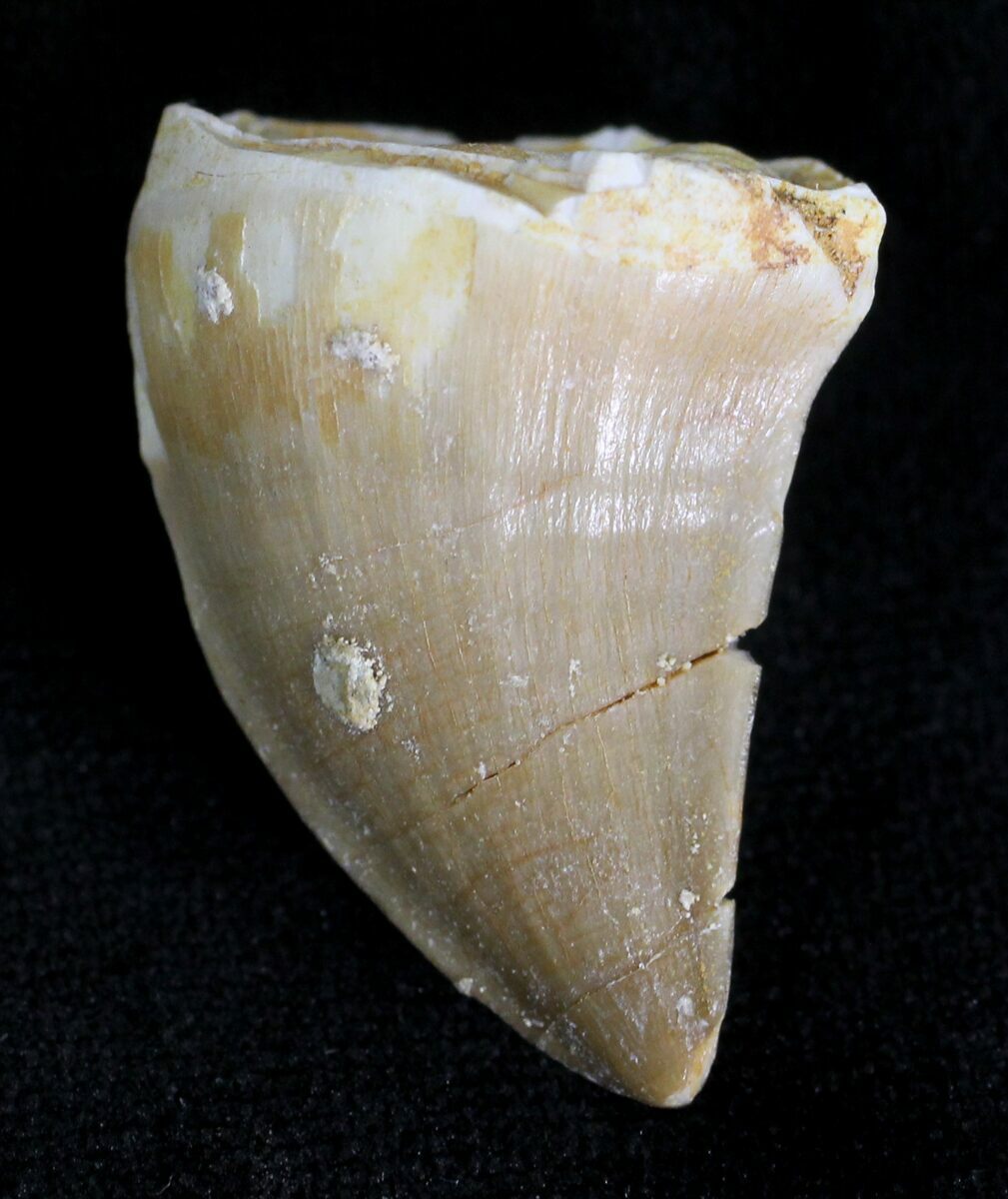 1.10" Mosasaur (Halisaurus Arambourgi) Tooth (#21476) For Sale ...