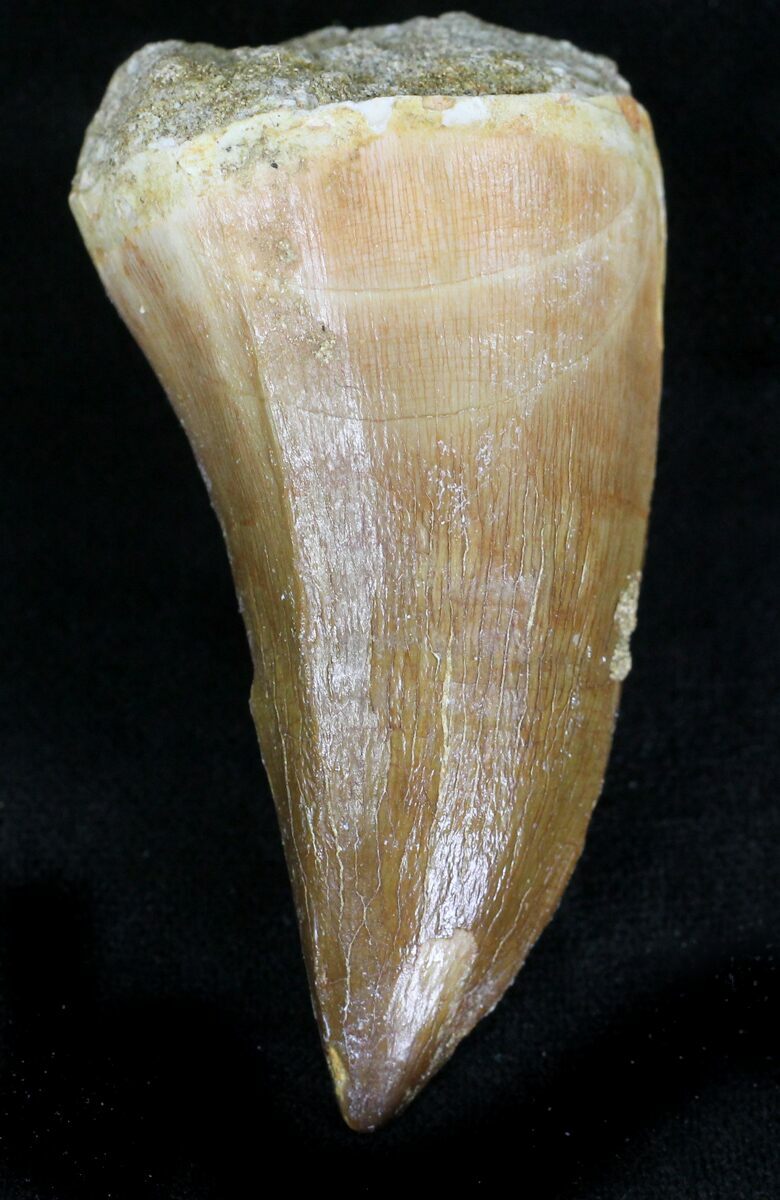 Excellent 2.48" Mosasaur (Prognathodon) Tooth (#21484) For Sale ...