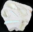 Opal Replaced Belemnite & Clam Fossils - Australia (#21910) For Sale ...