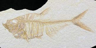 Diplomystus Fossil Fish For Sale - FossilEra.com