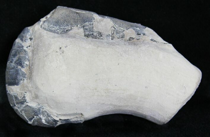 Juvenile Fossil Lobster - Eocene, London Clay (#22085) For Sale ...